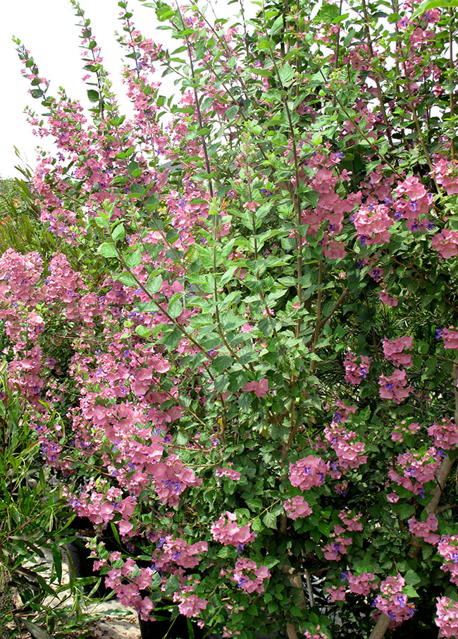 קרומיה הדורה