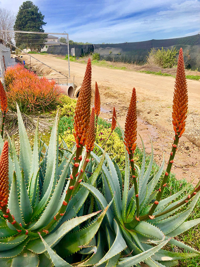 אלואה מכלוא פרינסיפיס