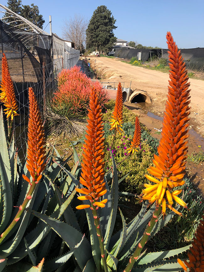 אלואה מכלוא פרינסיפיס